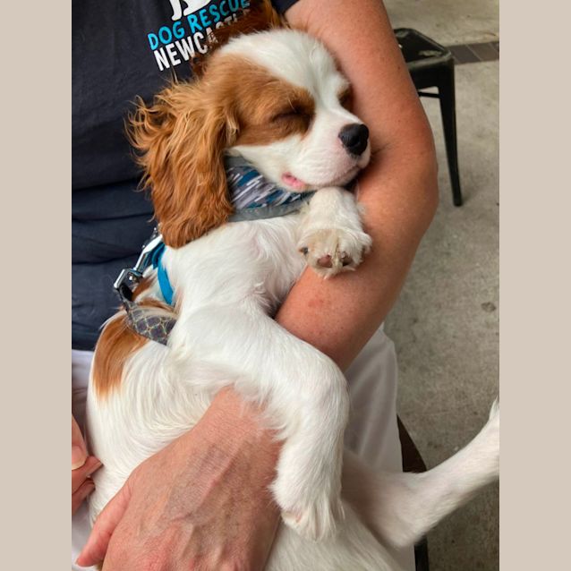 Burt - 6 Month Old Cavalier (Trial) - Small Male Cavalier King Charles ...