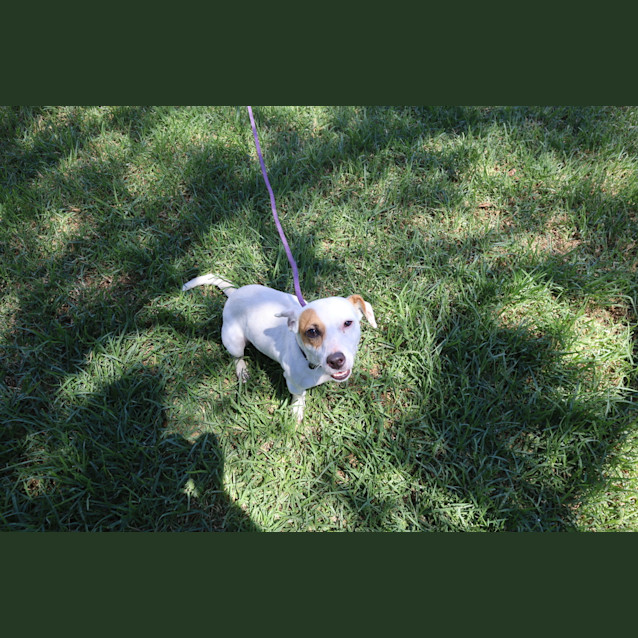 Wishbone - Small Female Jack Russell Terrier Mix Dog in VIC - PetRescue