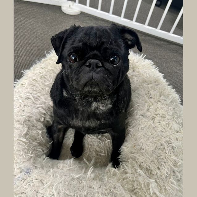 Coco 🐲 - Small Female Pug Dog in QLD - PetRescue