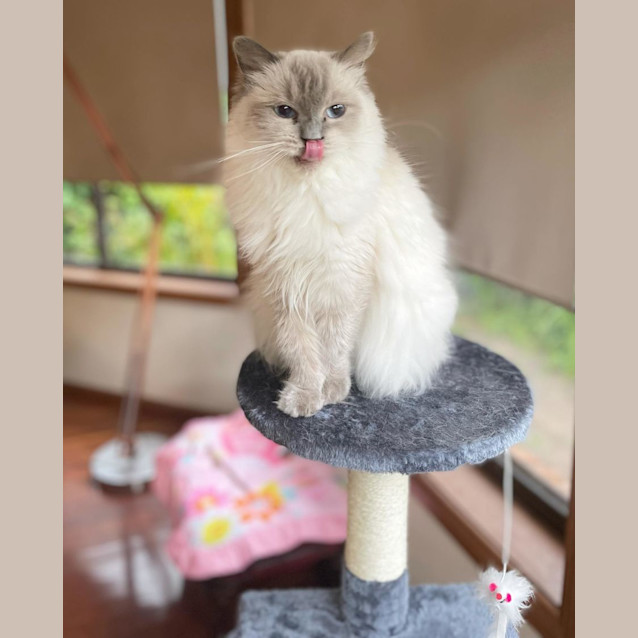 Snowflake - Female Ragdoll Cat in NSW - PetRescue