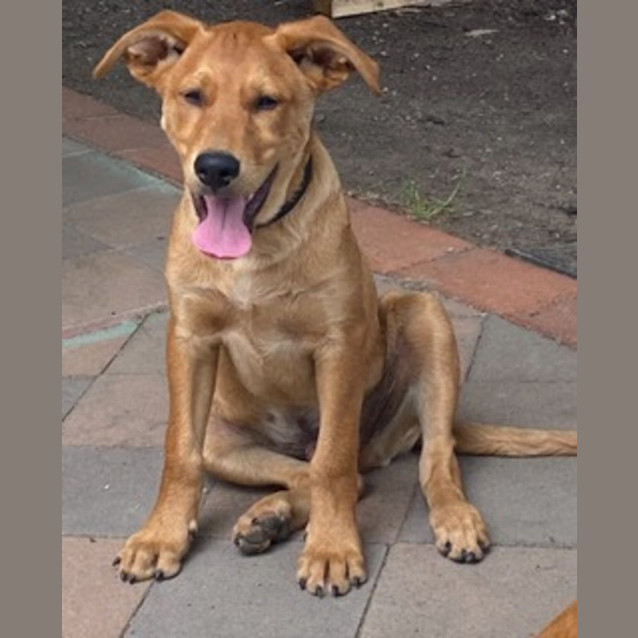 Ricky 🎁4 month old, Mixed Breed male puppy - Medium Male Mixed Breed ...