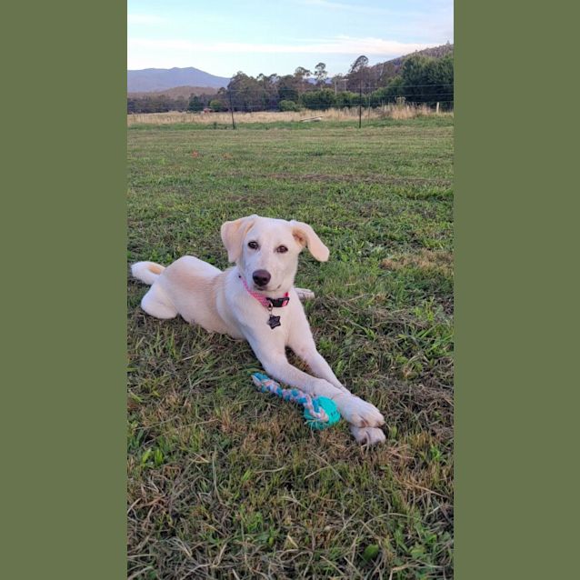 Lucie - Medium Female Labrador Mix Dog in VIC - PetRescue