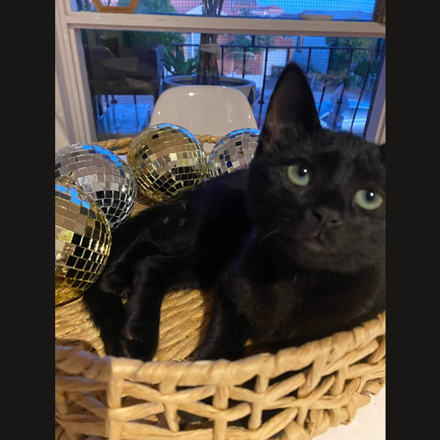 Nyxie - Male Bombay Cat in VIC - PetRescue Nyxie - Male Bombay Cat in VIC - PetRescue