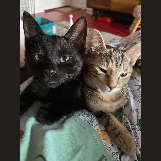 Nyxie - Male Bombay Cat in VIC - PetRescue