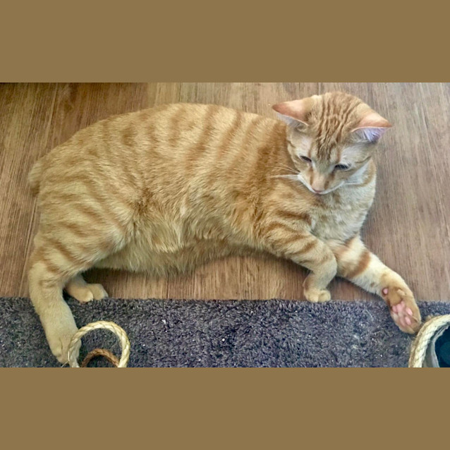 Bunni - Female Manx Cat in VIC - PetRescue