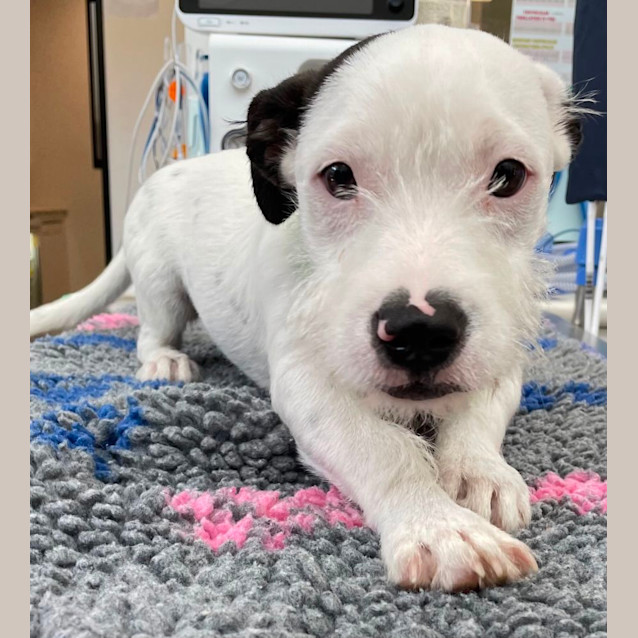 Caesar - Small Male Jack Russell Terrier x Staffy Mix Dog in NSW ...