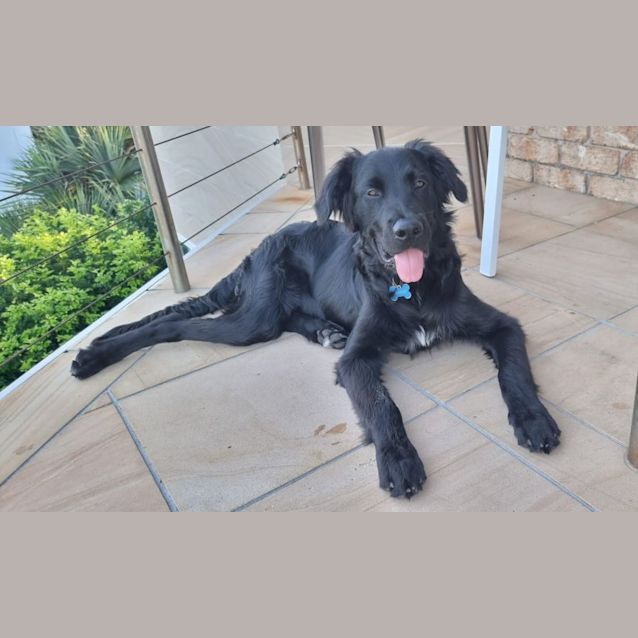 Charlie - Medium Male Golden Retriever x Border Collie Mix Dog in NSW - PetRescue