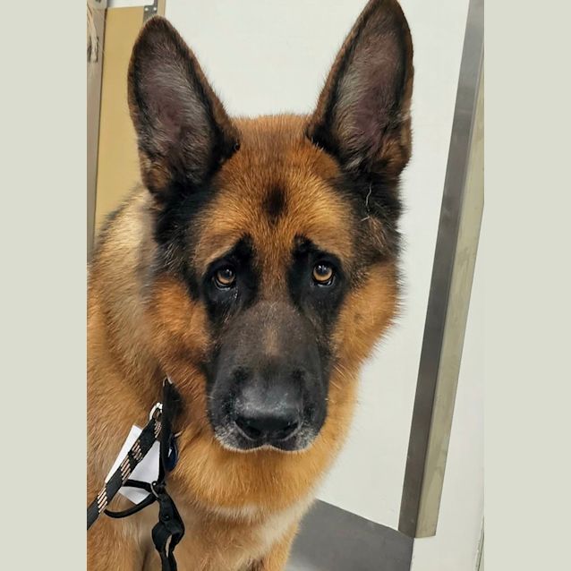 Tad - Large Male German Shepherd Dog in NSW - PetRescue