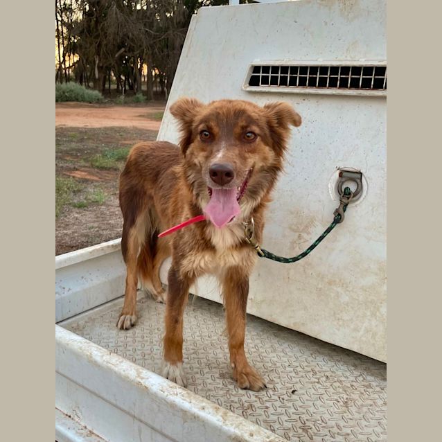 Wish - Medium Female Kelpie x Border Collie Mix Dog in VIC - PetRescue