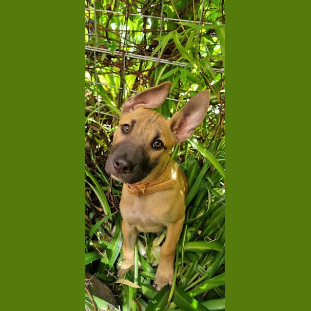 Ohio - Large Female Kelpie x German Shepherd Mix Dog in VIC - PetRescue