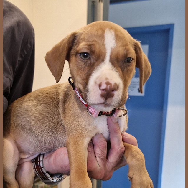 Tosca - Medium Female Rhodesian Ridgeback x Australian Cattledog Mix ...