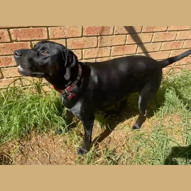 Oliver Kevin - Large Male Labrador x Pointer Mix Dog in VIC - PetRescue
