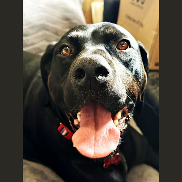 Oliver Kevin - Large Male Labrador x Pointer Mix Dog in VIC - PetRescue