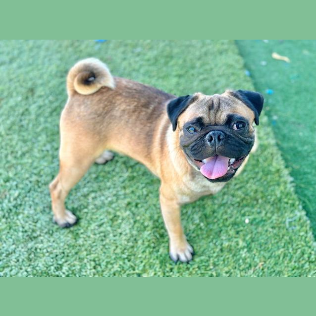 Ronnie - Small Male Pug Dog in NSW - PetRescue