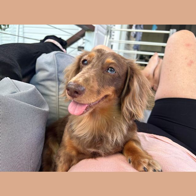 Miss Frankie - Small Female Dachshund Dog in QLD - PetRescue
