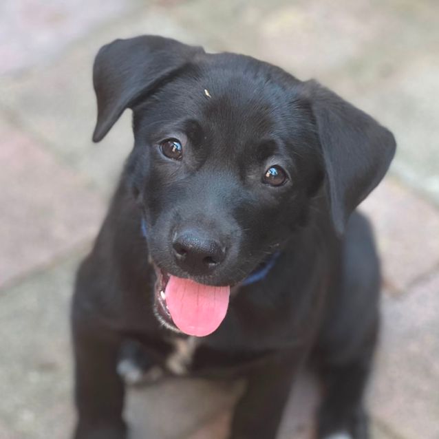Winston 💛 - Medium Male Kelpie x Border Collie x Pug x Cattle Dog Mix ...