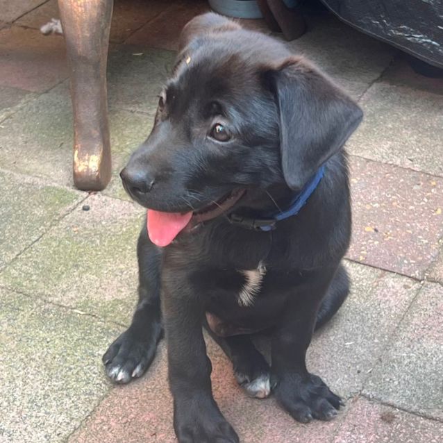 Winston 💛 - Medium Male Kelpie x Border Collie x Pug x Cattle Dog Mix ...
