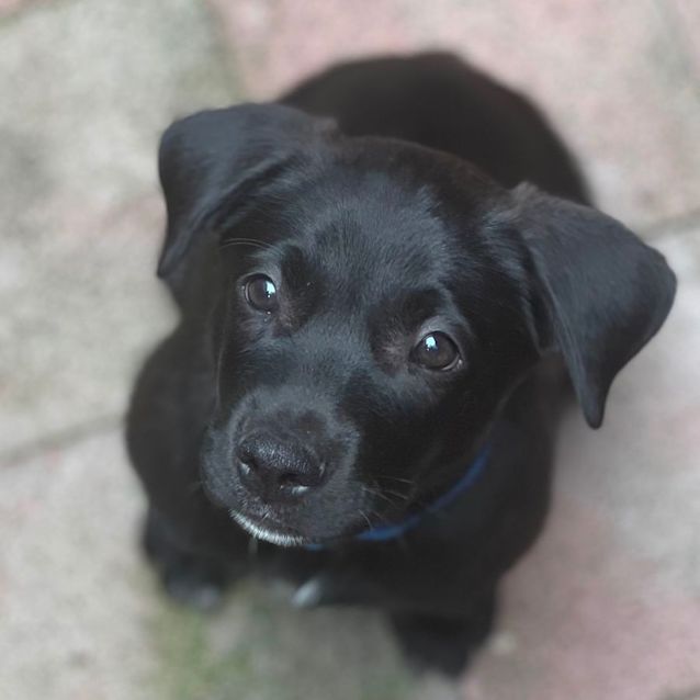 Winston 💛 - Medium Male Kelpie x Border Collie x Pug x Cattle Dog Mix ...