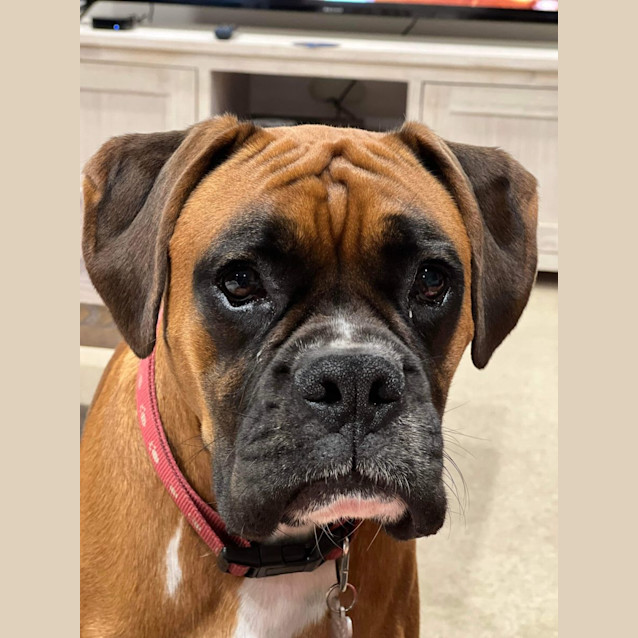 Stella - Medium Female Boxer Dog in NSW - PetRescue