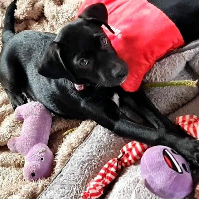 Ginny - Medium Female Kelpie x Border Collie x Pug x Cattle Dog Mix Dog ...