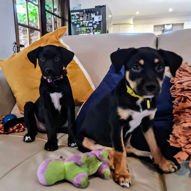 Ginny - Medium Female Kelpie x Border Collie x Pug x Cattle Dog Mix Dog ...