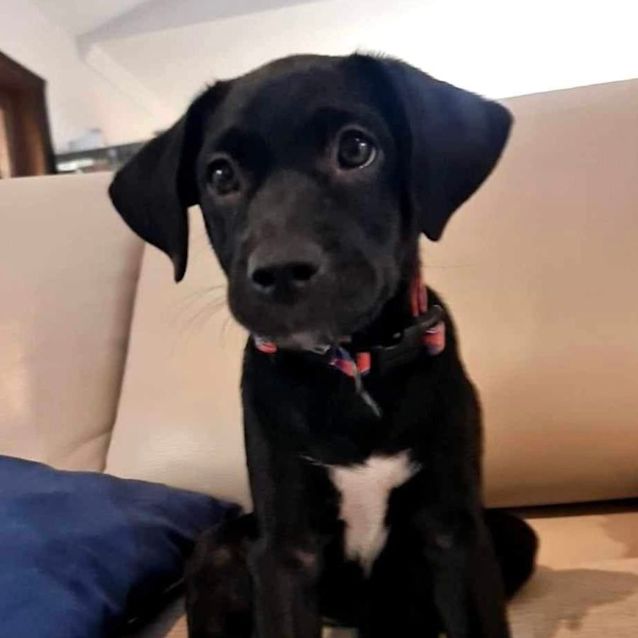 Ginny - Medium Female Kelpie x Border Collie x Pug x Cattle Dog Mix Dog ...