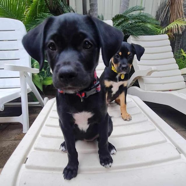 Ginny - Medium Female Kelpie x Border Collie x Pug x Cattle Dog Mix Dog ...