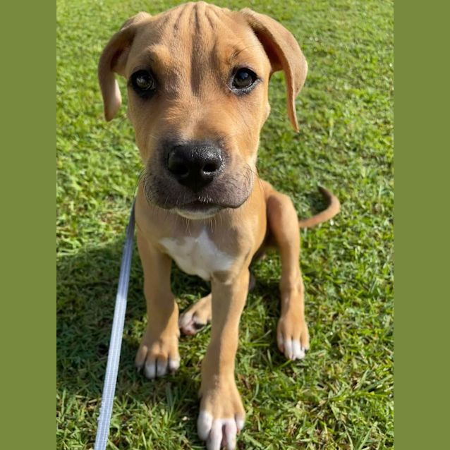 Caspian - Large Male Great Dane x Staffy Mix Dog in QLD - PetRescue