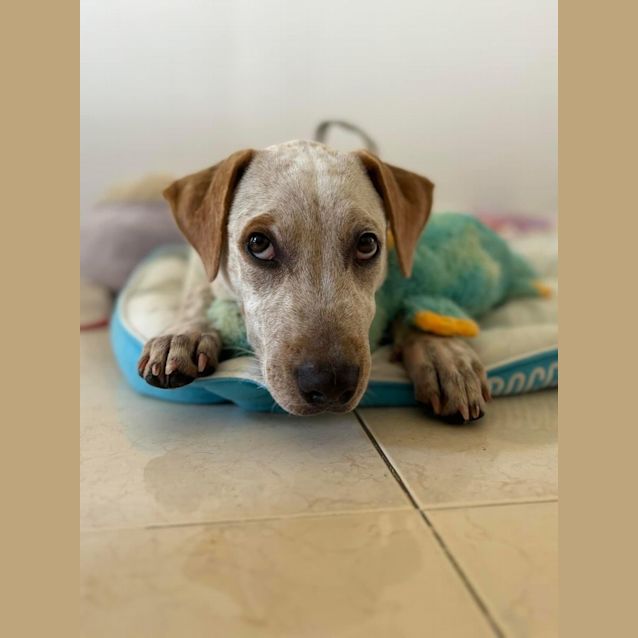 Tannum - Medium Male Rhodesian Ridgeback x Jack Russell Terrier Mix Dog ...