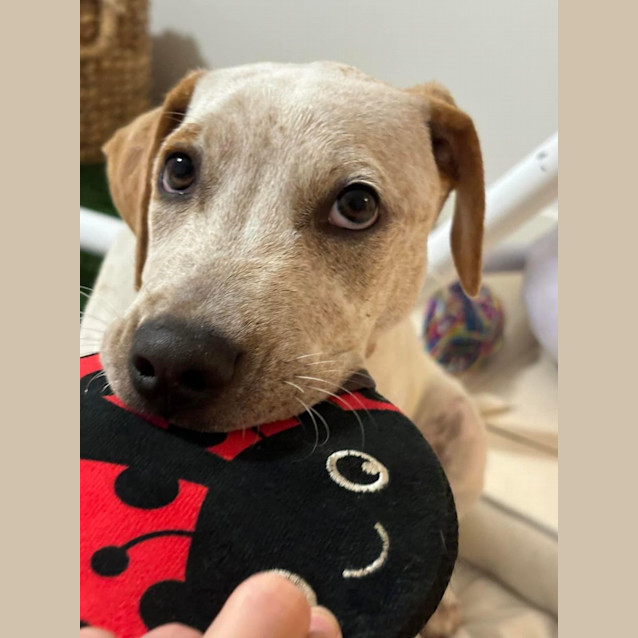 Tannum - Medium Male Rhodesian Ridgeback x Jack Russell Terrier Mix Dog ...