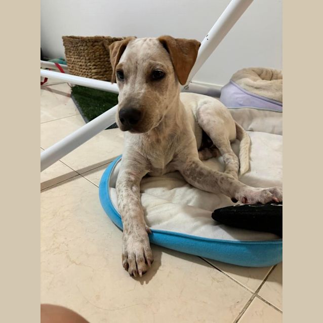 Tannum - Medium Male Rhodesian Ridgeback x Jack Russell Terrier Mix Dog ...