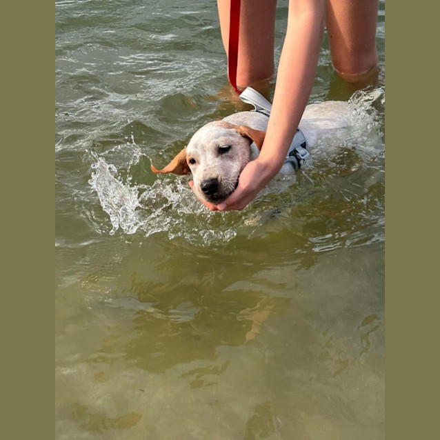 Tannum - Medium Male Rhodesian Ridgeback x Jack Russell Terrier Mix Dog ...