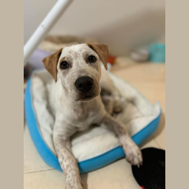 Tannum - Medium Male Rhodesian Ridgeback x Jack Russell Terrier Mix Dog ...