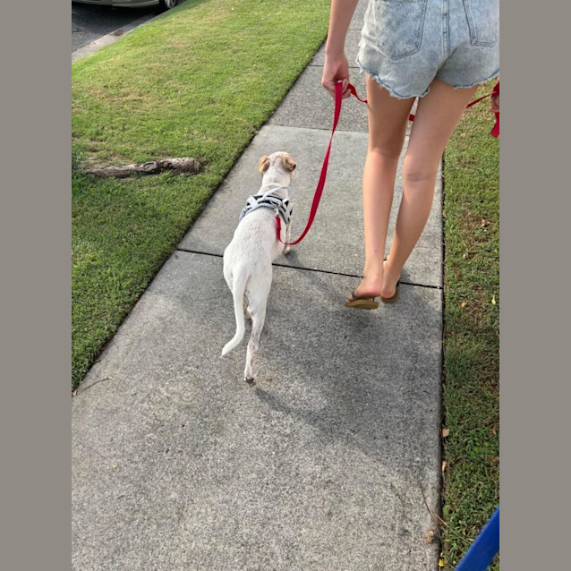 Tannum - Medium Male Rhodesian Ridgeback x Jack Russell Terrier Mix Dog ...