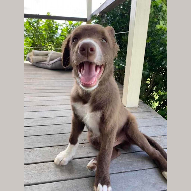Choc Chip - Medium Male Border Collie Dog in QLD - PetRescue