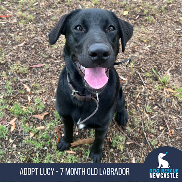 Lucy - 7 Month Old Labrador (Trial) - Medium Female Labrador Mix Dog in ...