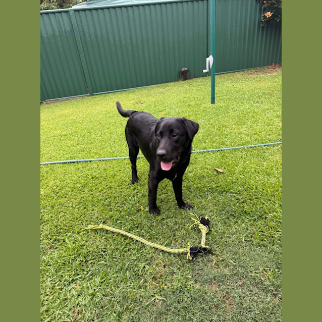 Lucy - 7 Month Old Labrador (Trial) - Medium Female Labrador Mix Dog in ...