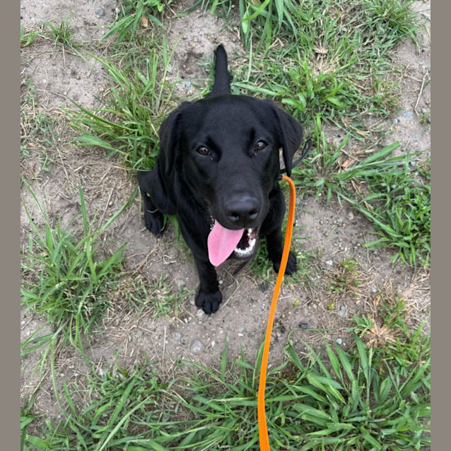 Lucy - 7 Month Old Labrador (Trial) - Medium Female Labrador Mix Dog in ...