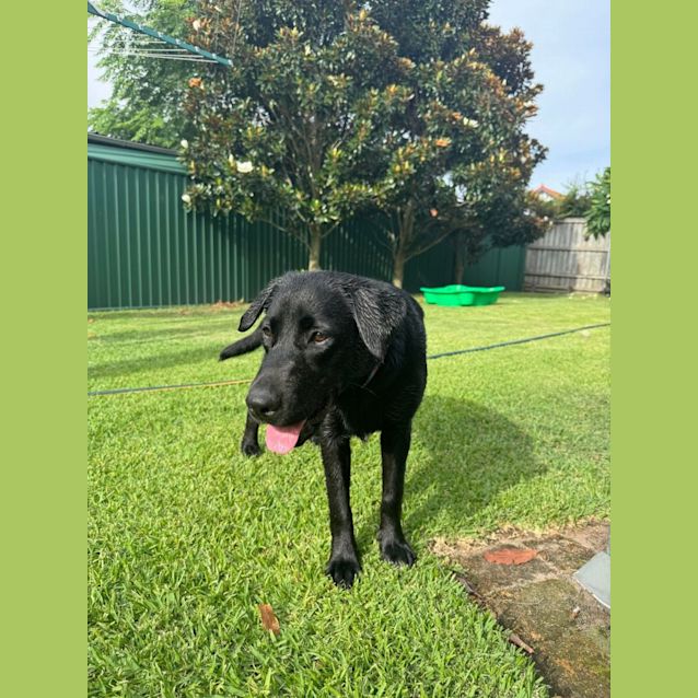 Lucy - 7 Month Old Labrador (Trial) - Medium Female Labrador Mix Dog in ...
