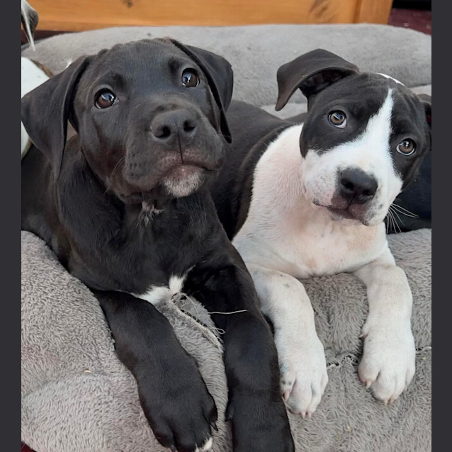 Estee - Medium Female Staffy x Ridgeback Mix Dog in VIC - PetRescue