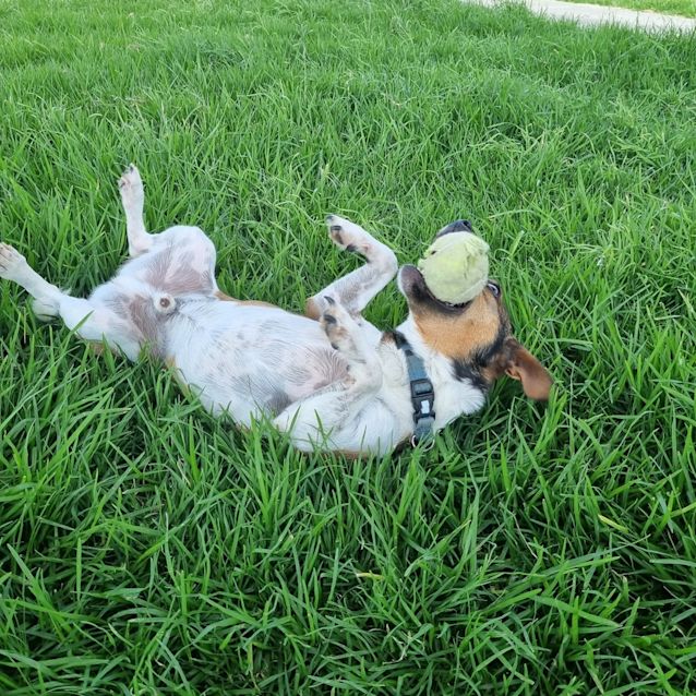 Archie - Small Male Jack Russell Terrier x Tenterfield Terrier Mix Dog ...