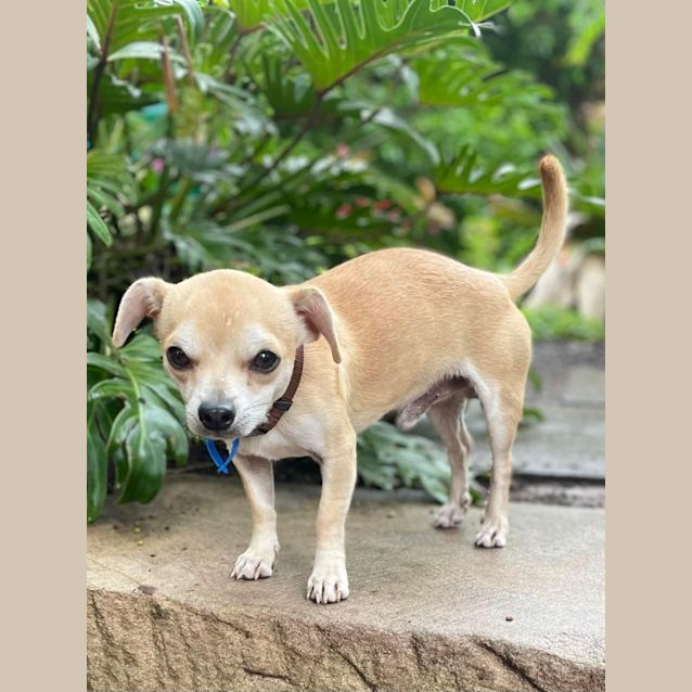 Rusty - Small Male Chihuahua Mix Dog in QLD - PetRescue