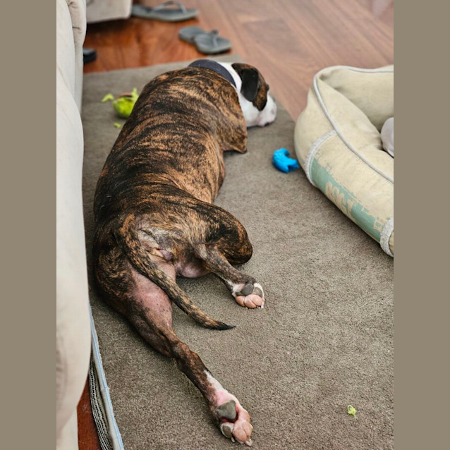 Liberty - Medium Female Staffy x Boxer Mix Dog in VIC - PetRescue