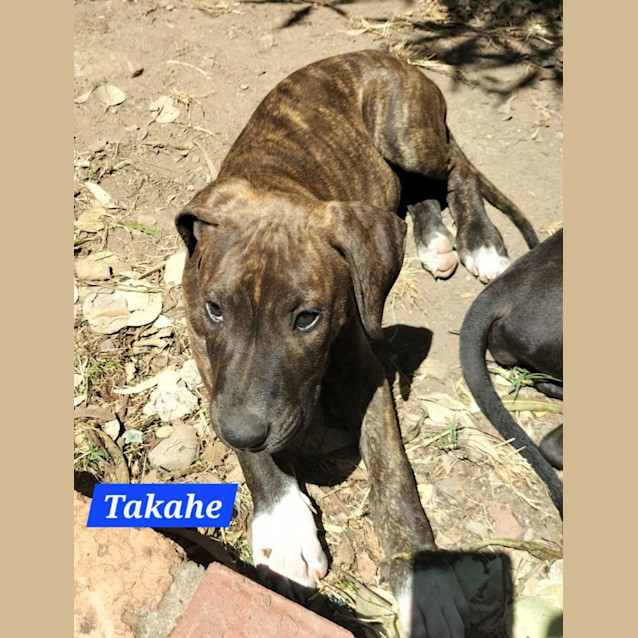 Takahe - Large Female Border Collie x Staghound x Bull Arab Mix Dog in ...
