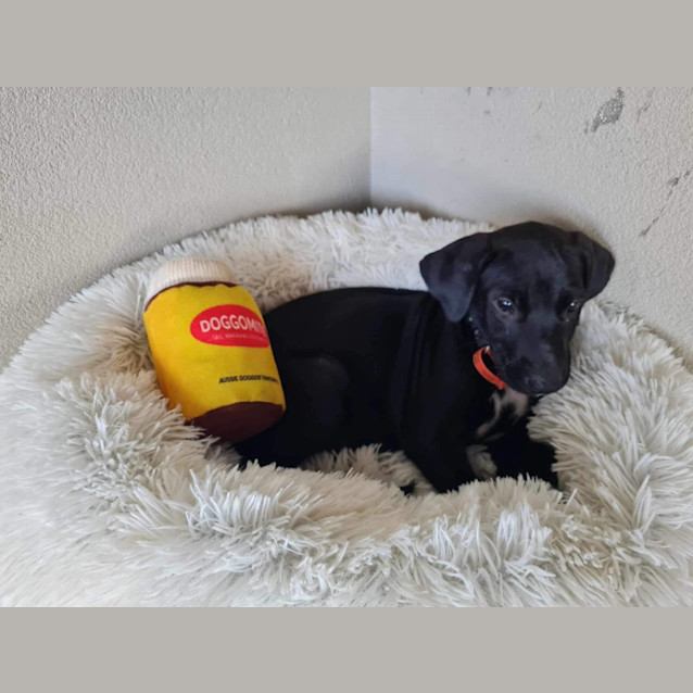 Ruby (Jd7) - Large Female Great Dane x Kelpie Mix Dog in QLD - PetRescue