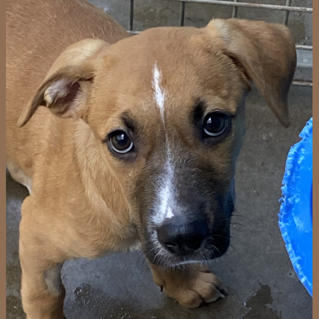 june - Large Female Bullmastiff x Rhodesian Ridgeback Mix Dog in QLD ...