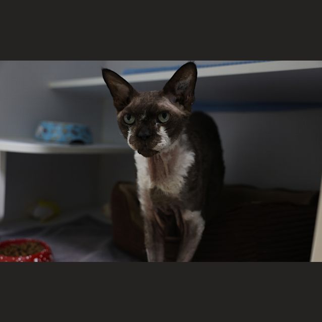 Pudding - Male Devon Rex Mix Cat in VIC - PetRescue