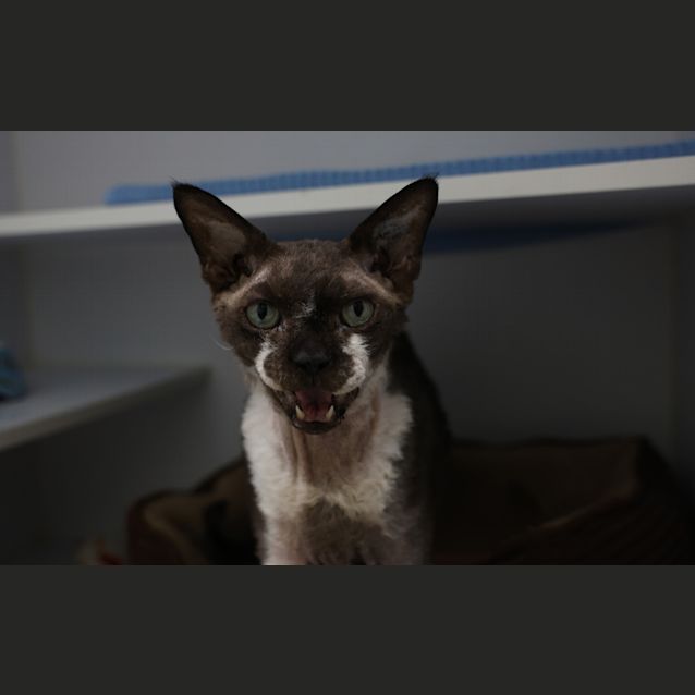 Pudding - Male Devon Rex Mix Cat in VIC - PetRescue