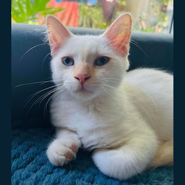Nimbus - Male Ragdoll Cat in QLD - PetRescue