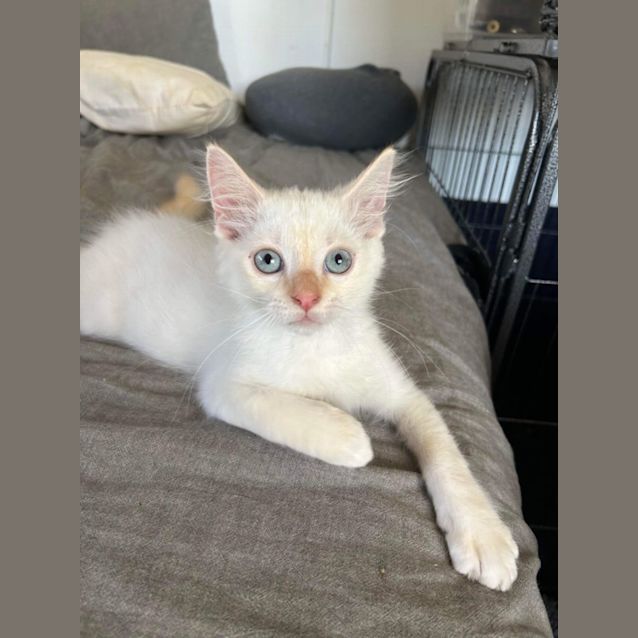 Nimbus - Male Ragdoll Cat in QLD - PetRescue